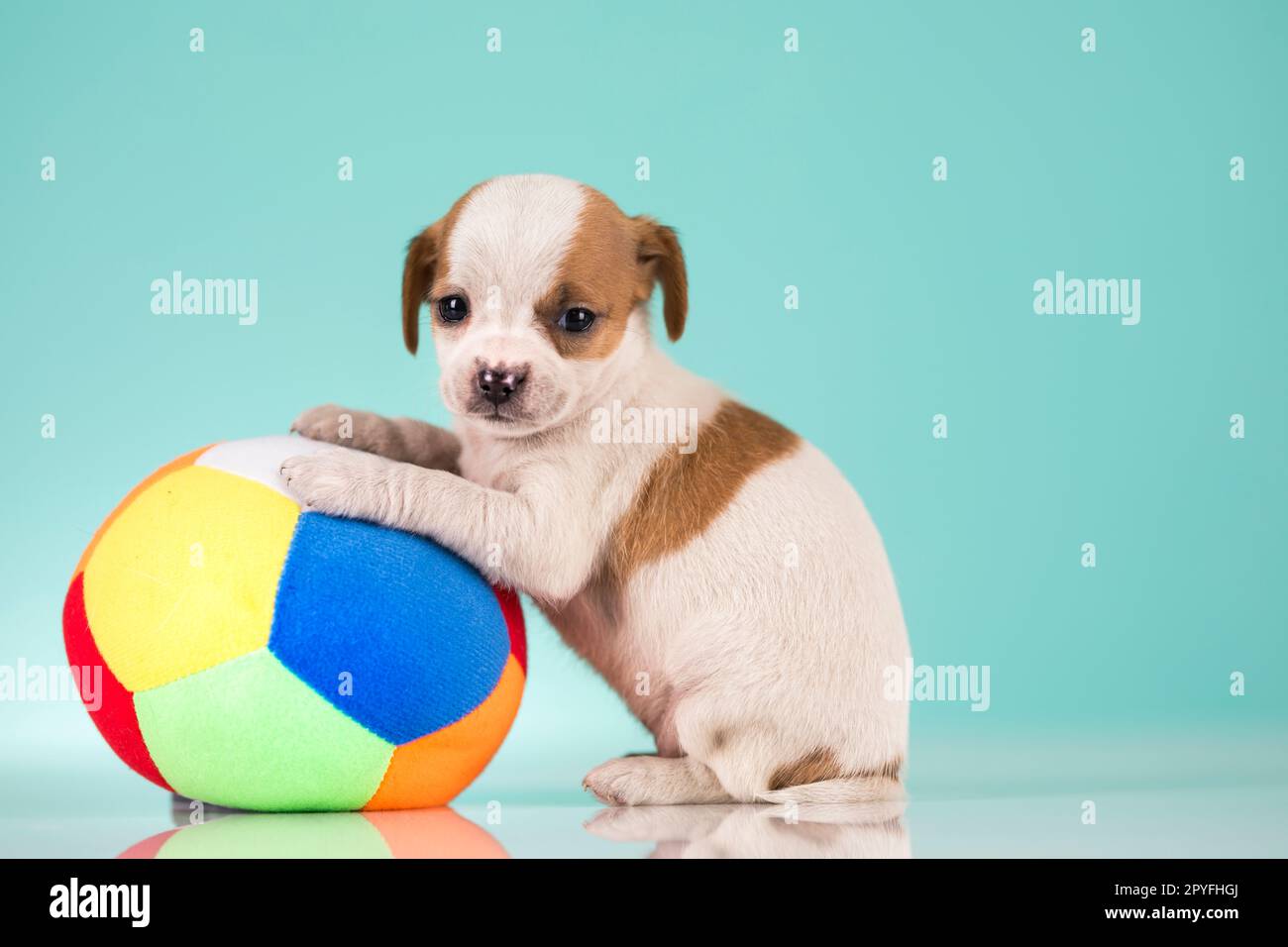 Puppy dog is playing with a ball Stock Photo - Alamy