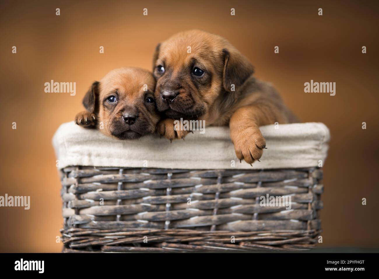 Small puppies in a wicker basket Stock Photo - Alamy