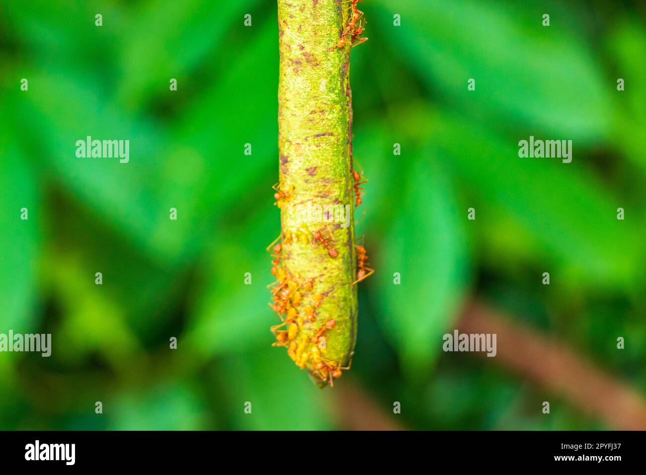 Big red tropical ants crawling climbing on plants tree Thailand Stock ...