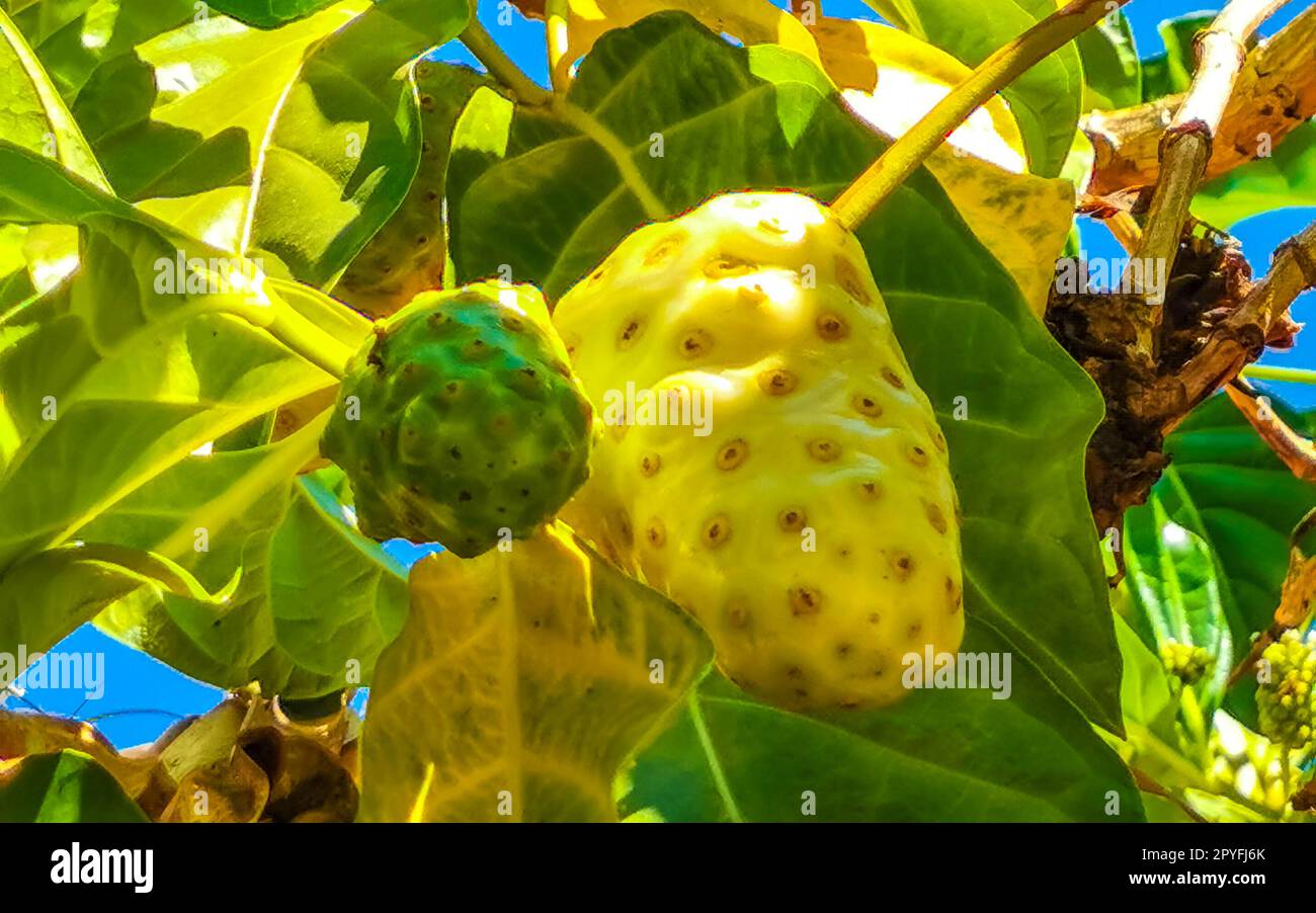 Noni fruit Morinda citrifolia with flowers popular with ants Mexico ...