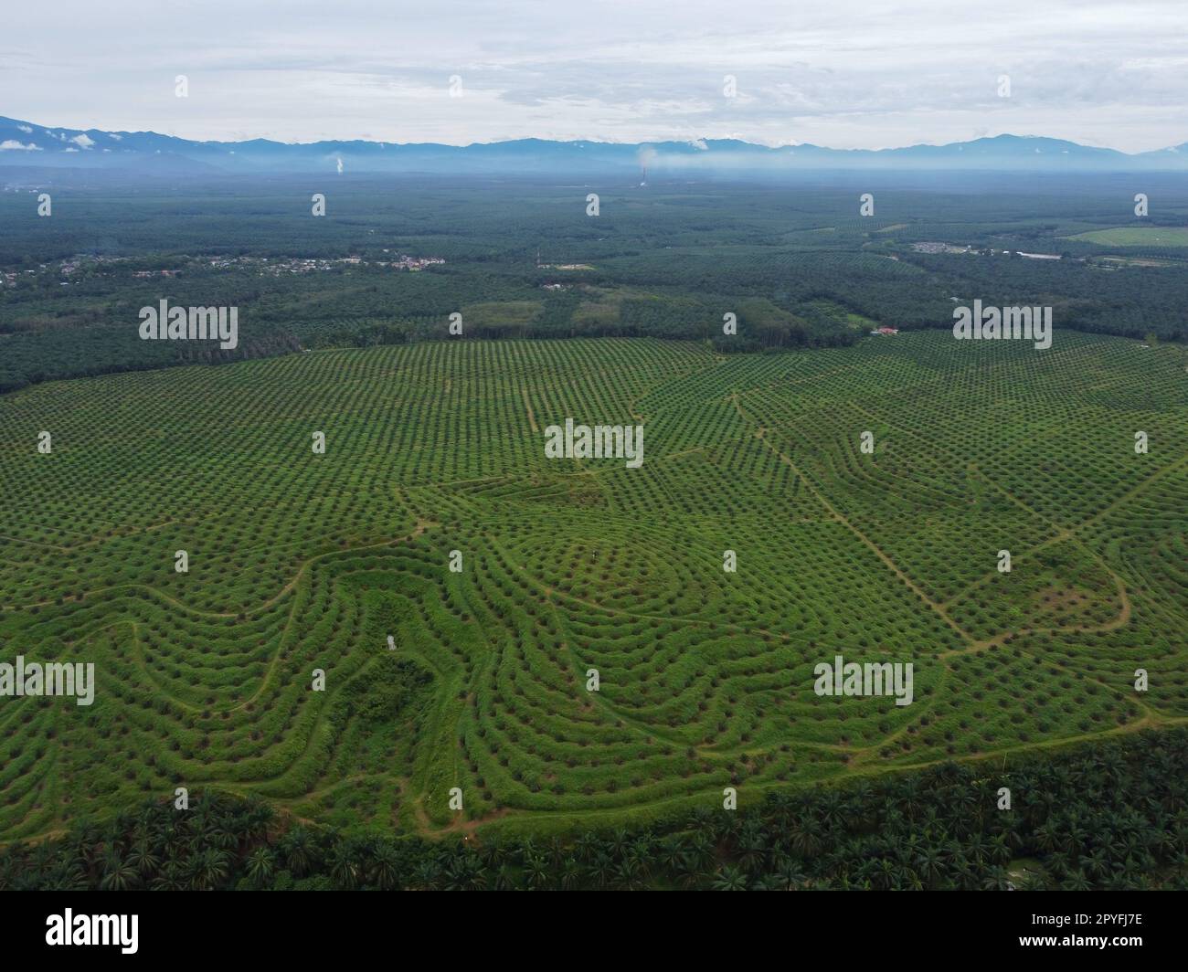 Aerial view new plantation of young oil palm farm Stock Photo - Alamy