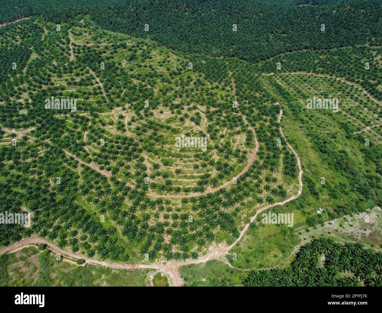 Oil palm tree plantation aerial hi-res stock photography and images - Alamy