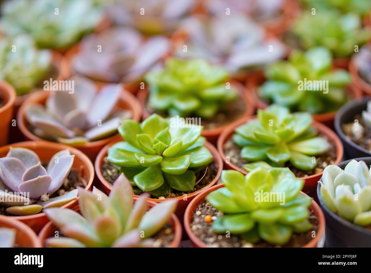 Stylish plant pot hi-res stock photography and images - Alamy
