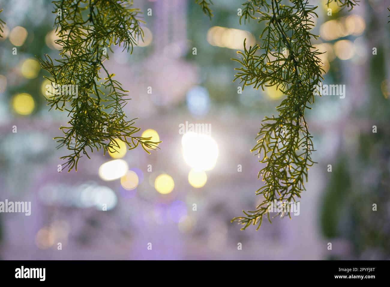Plant led hi-res stock photography and images - Alamy