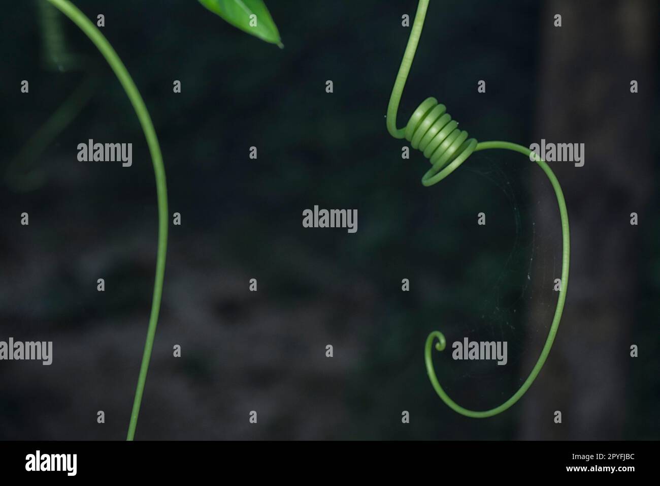 Tendril climbing shrub hi-res stock photography and images - Alamy