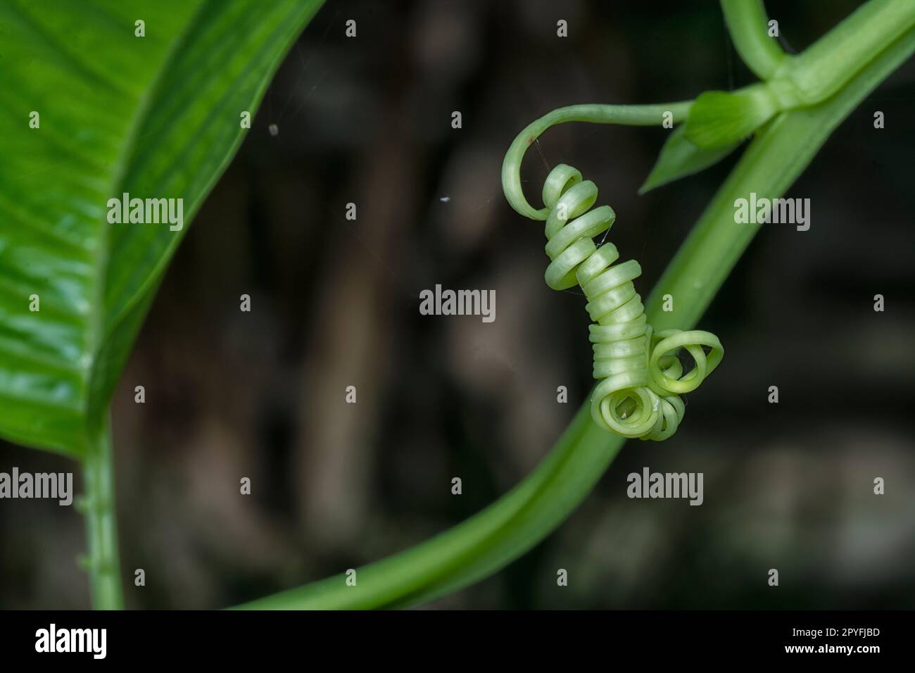 Stem tendril hi-res stock photography and images - Alamy