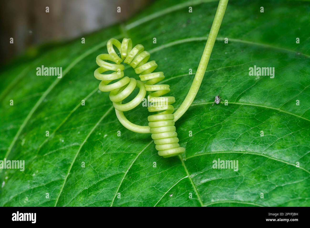 Stem tendril hi-res stock photography and images - Alamy