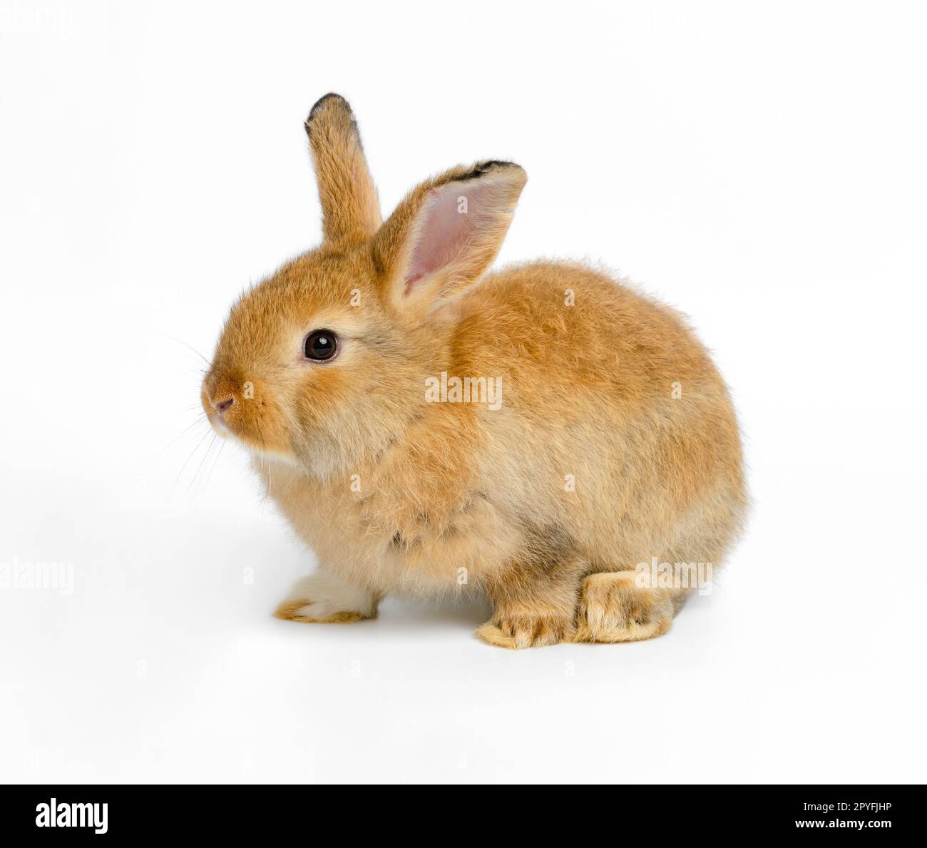 Brown cute bunny rabbit on white background Stock Photo - Alamy