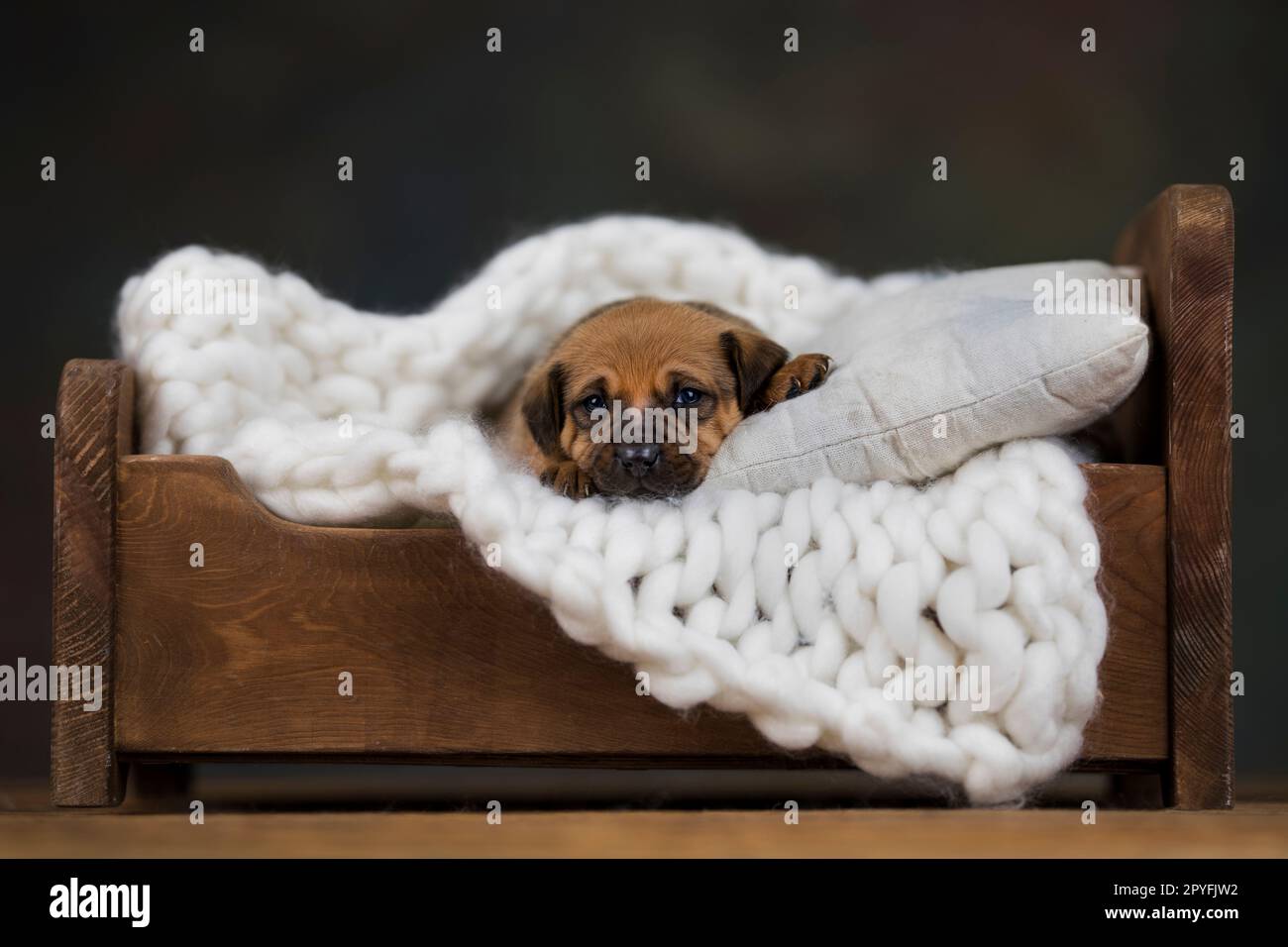 Dog sleep on a small wooden bed Stock Photo - Alamy
