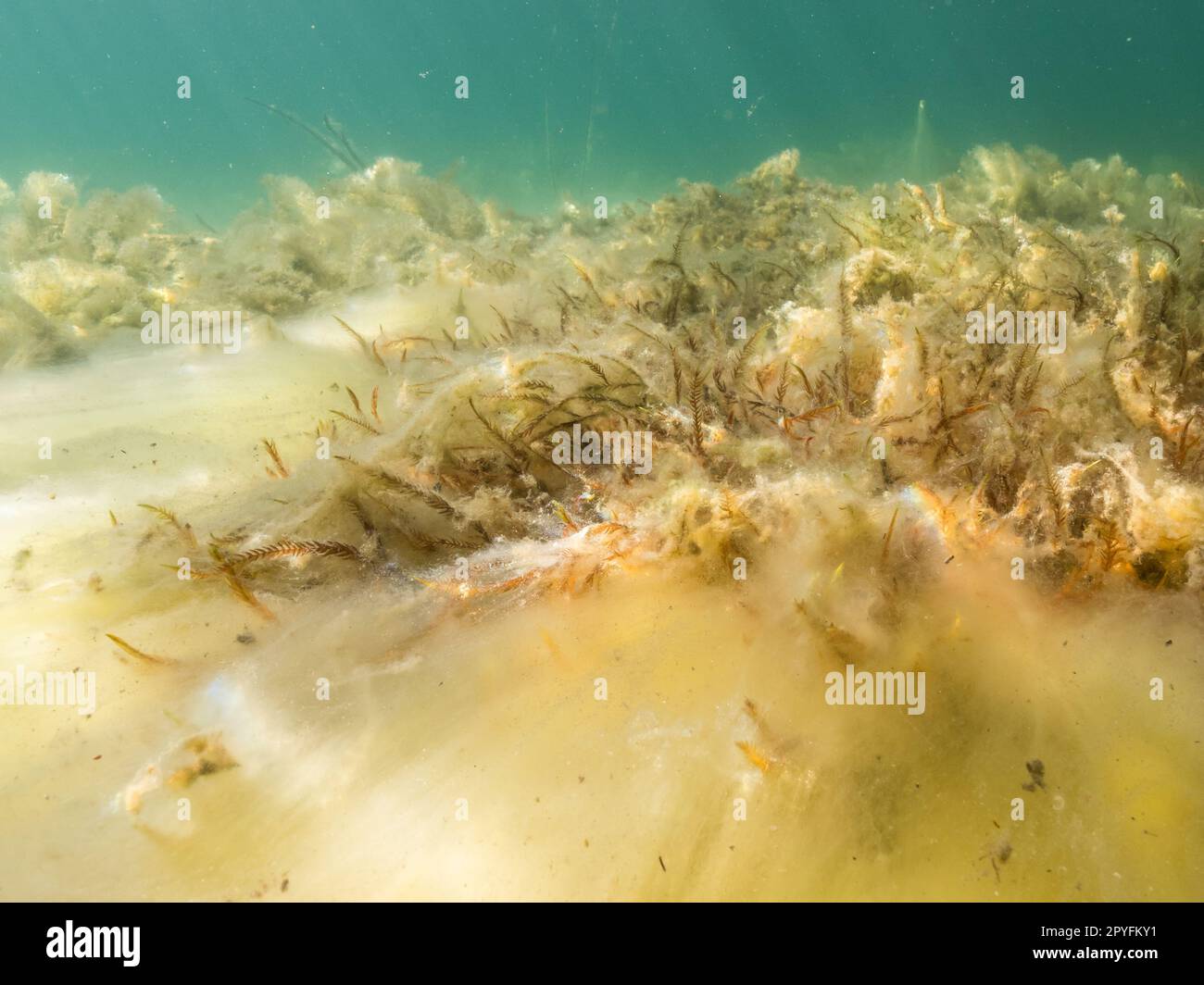 Fontinalis antipyretica aquatic moss growing underwater Stock Photo - Alamy