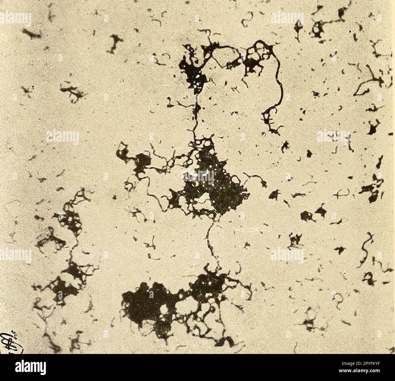 "Principles and practice of operative dentistry" (1901 Stock Photo - Alamy