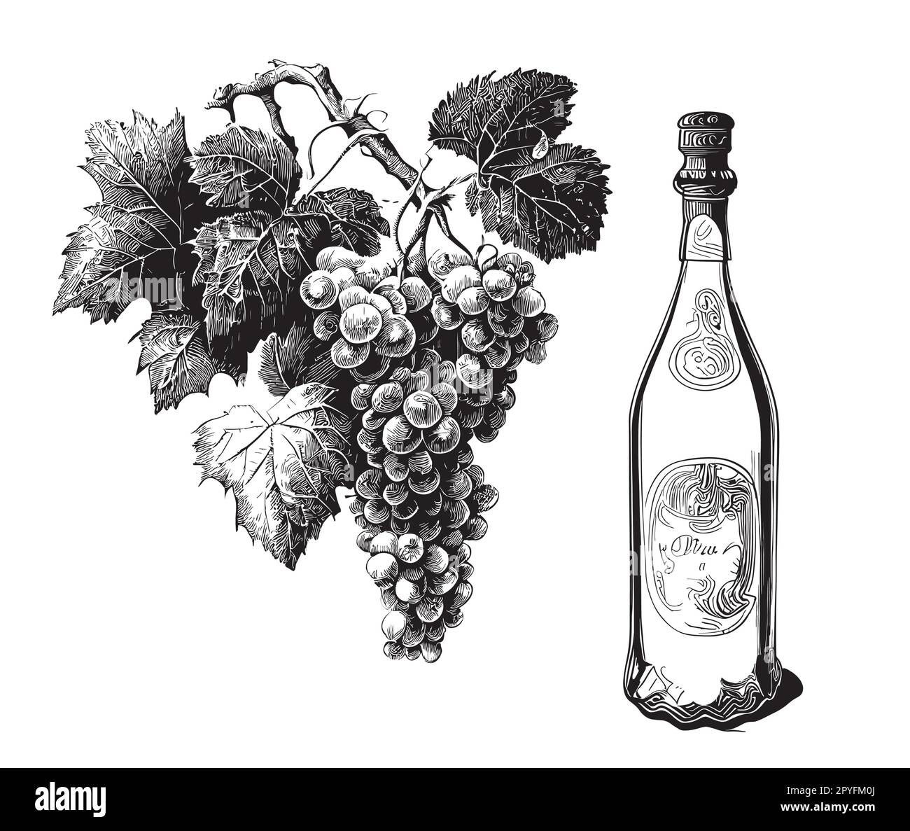 Grapes and bottle of wine hand drawn sketch in doodle style Vector ...