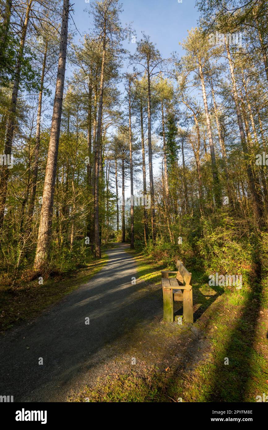 Llyn Parc Mawr an area of forest between Newborough and Malltraeth on ...