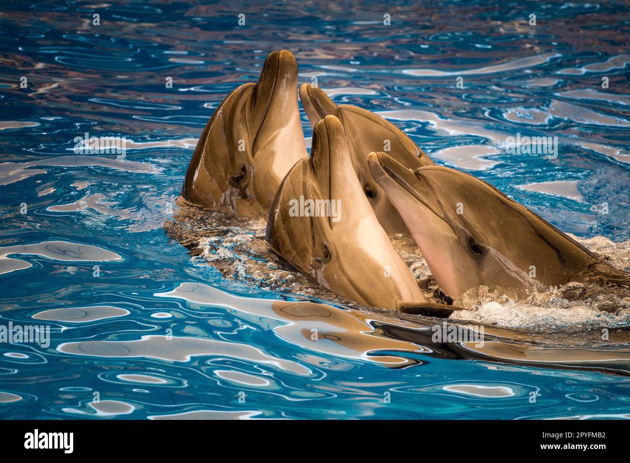 Bunch of common dolphin family playing in the water Stock Photo - Alamy