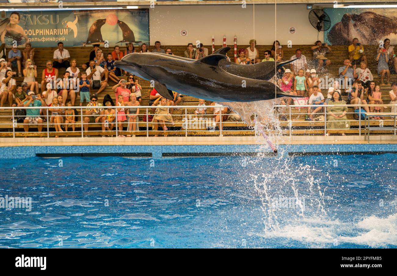 Common bottlenose dolphin jumping antalya hi-res stock photography and ...