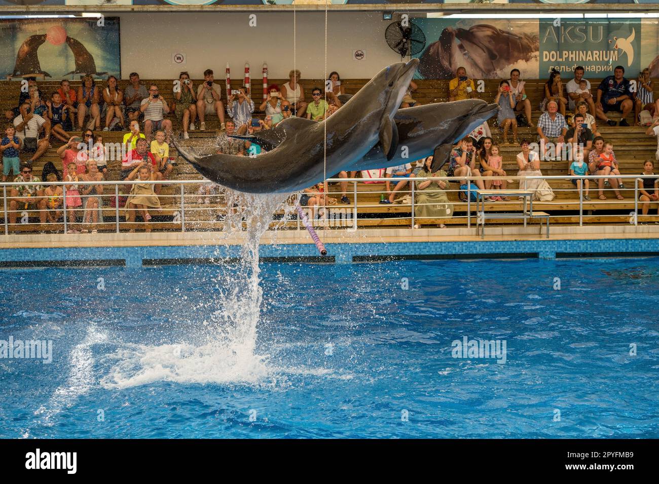 Antalya, Turkey - September 10, 2021: Two dolphins doing stunt ...