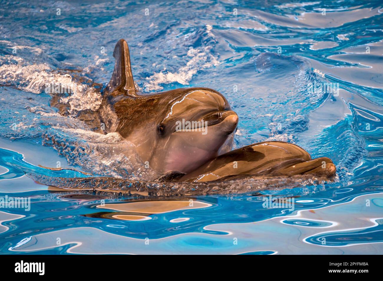 Group of dolphins in the sea playing with each other Stock Photo - Alamy