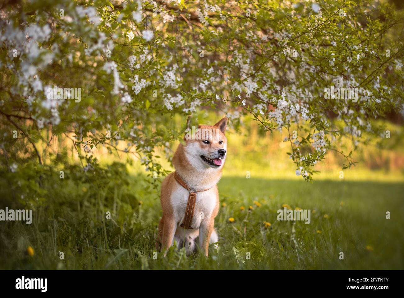 Dog cherry tree hi-res stock photography and images - Alamy