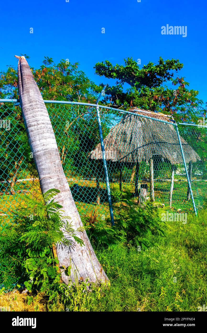 Tropical Jungle Forest Nature Enclosed Fenced Behind Bars in Playa del ...