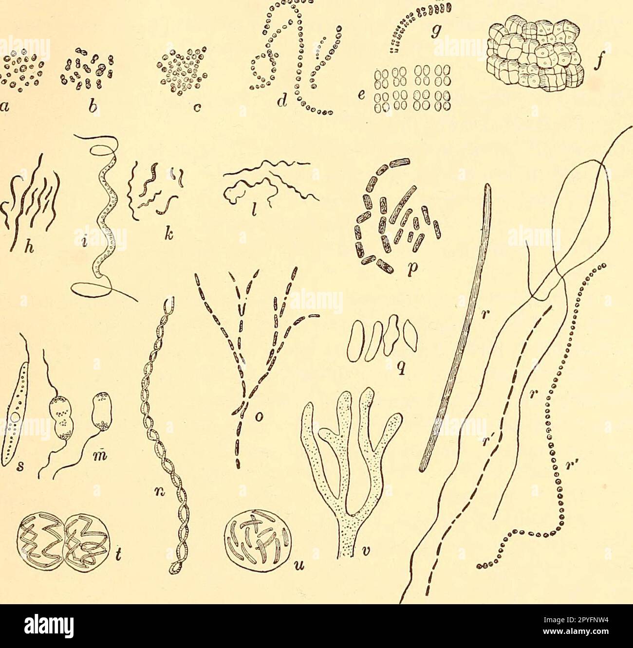 "Principles and practice of operative dentistry" (1901 Stock Photo - Alamy