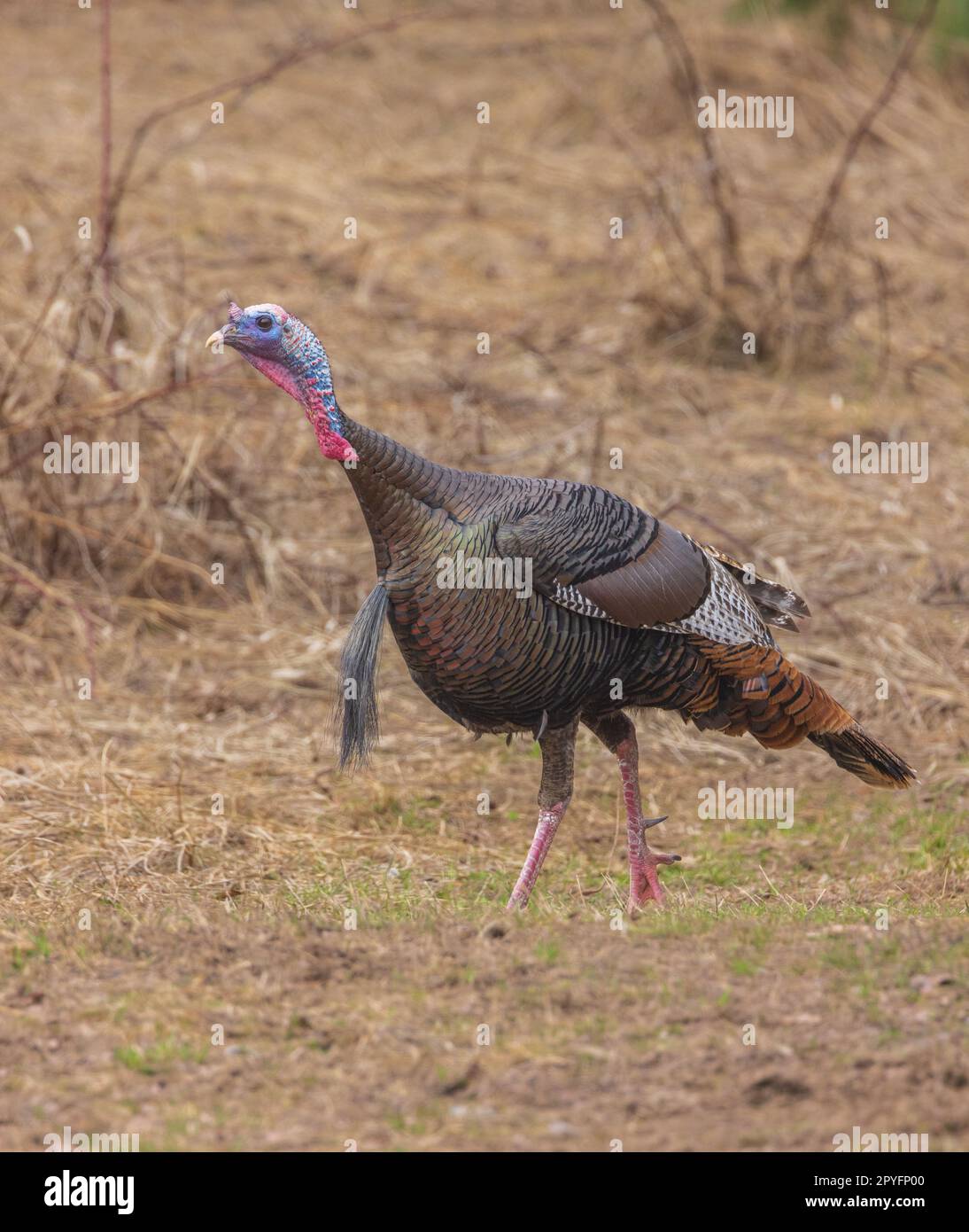Tom turkey in northern Wisconsin Stock Photo - Alamy
