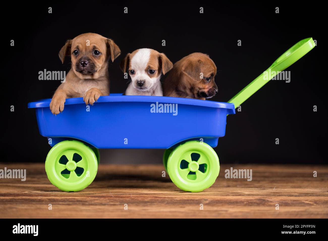 Cute doggies in a toy wagon Stock Photo - Alamy