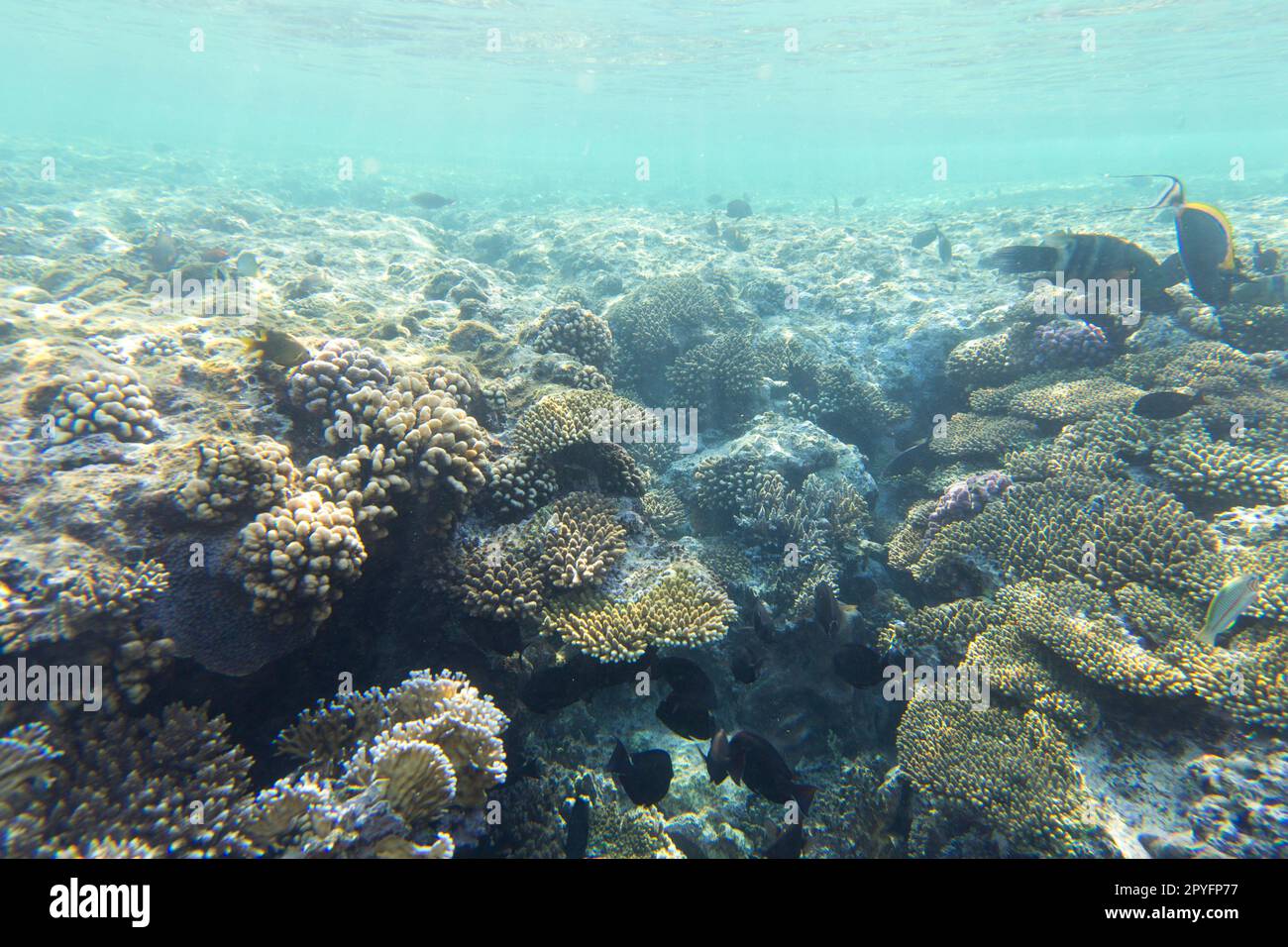 View of Sharm El Sheik coral reef in Egypt Stock Photo - Alamy