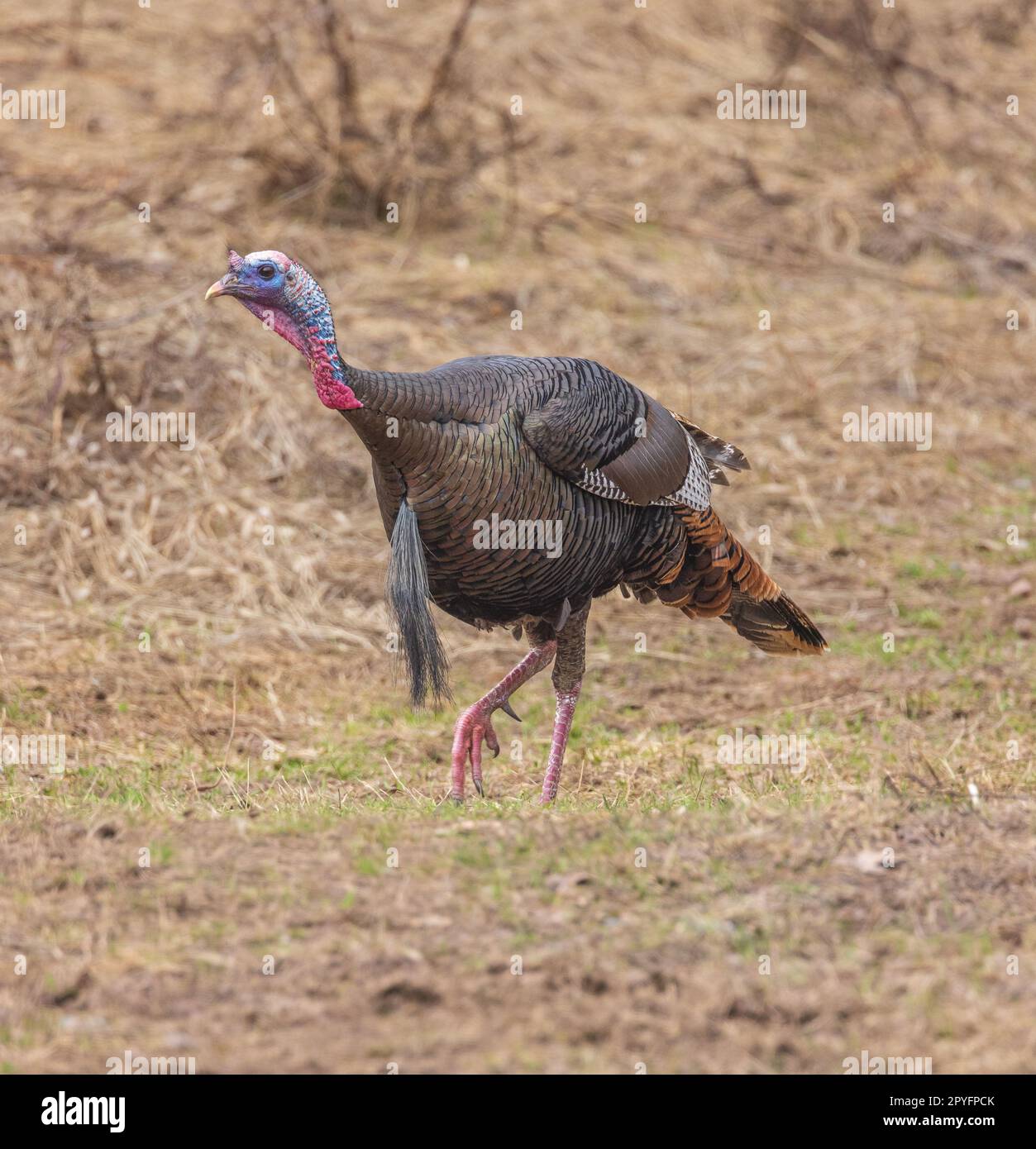 Male wild turkey showing feathers hi-res stock photography and images ...