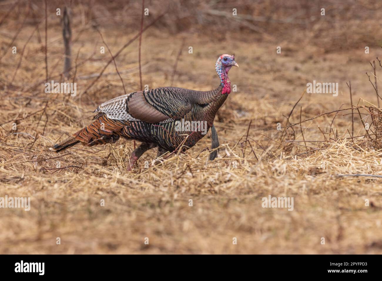 Tom turkey in northern Wisconsin Stock Photo - Alamy