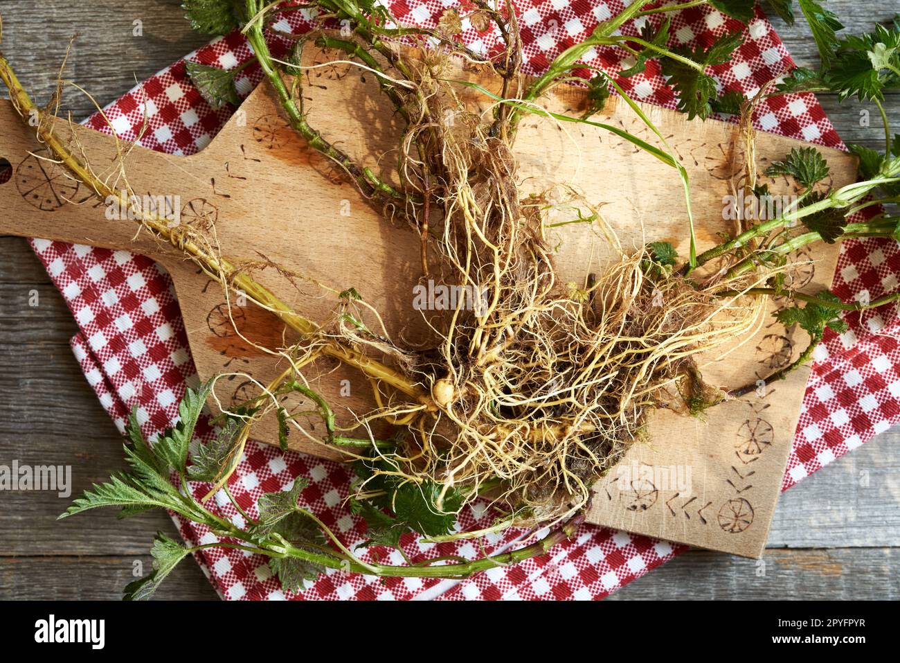 Stinging nettle root on a woodne table, top view Stock Photo - Alamy