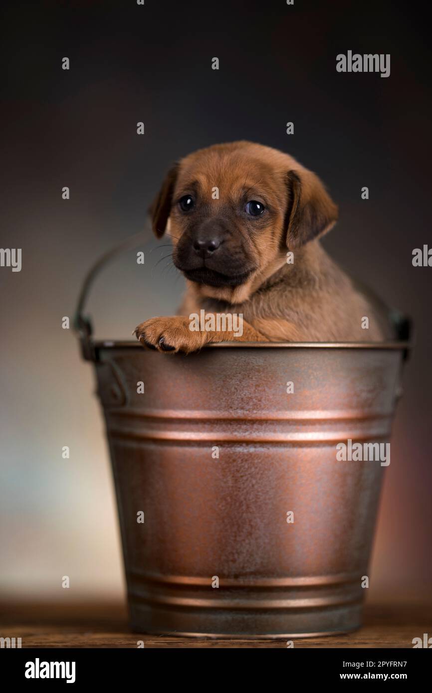 Dog in a metal bucket Stock Photo - Alamy