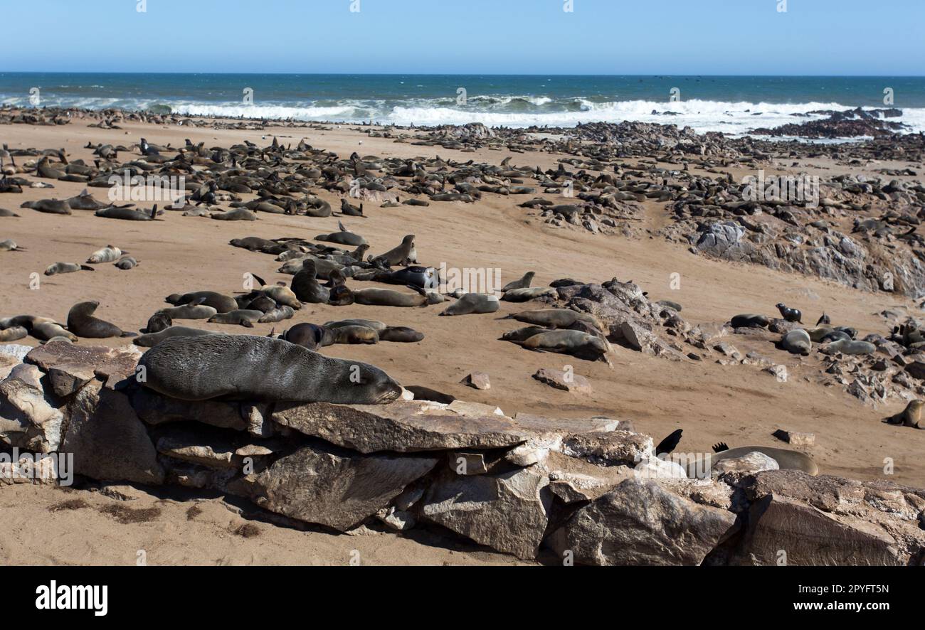 View of Cape fur seal in Namibia Stock Photo - Alamy