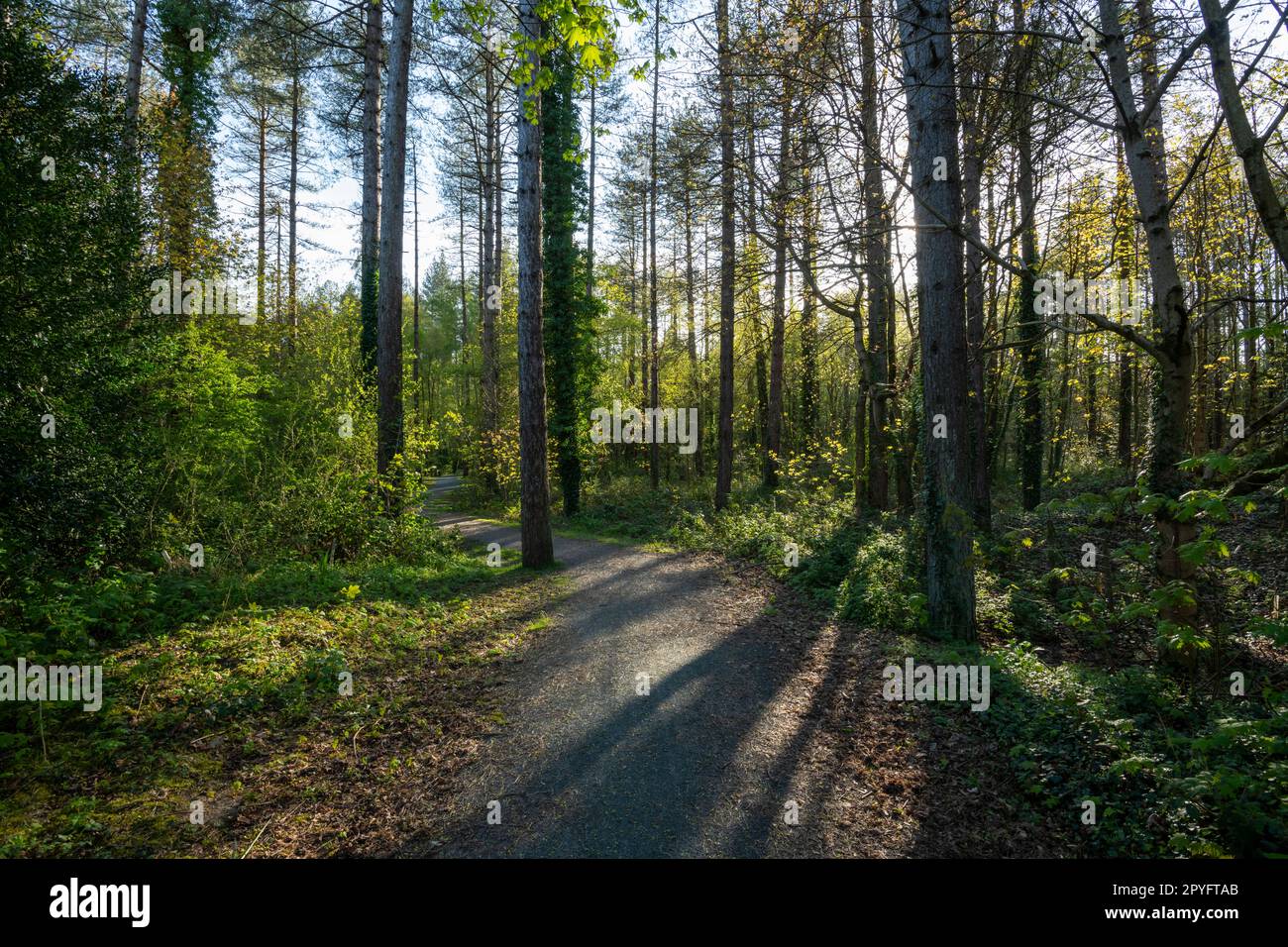 Llyn Parc Mawr an area of forest between Newborough and Malltraeth on ...