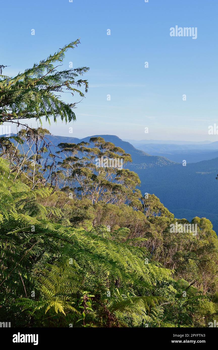 Tree ferns in the valley at Katoomba in the Blue Mountains Stock Photo ...