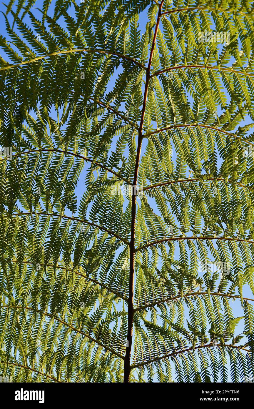 Tree ferns in the valley at Katoomba in the Blue Mountains Stock Photo ...