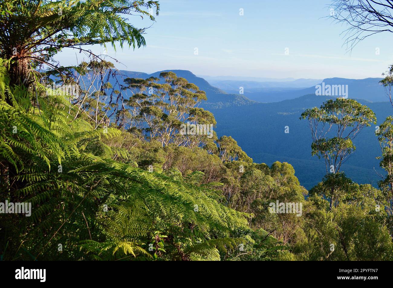 Tree ferns in the valley at Katoomba in the Blue Mountains Stock Photo ...