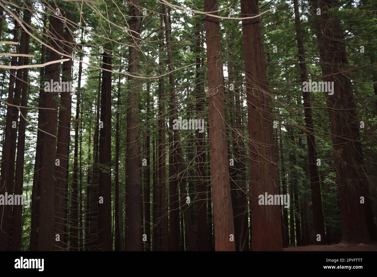 beautiful redwood forest giant trees huge fat tall wood Stock Photo - Alamy