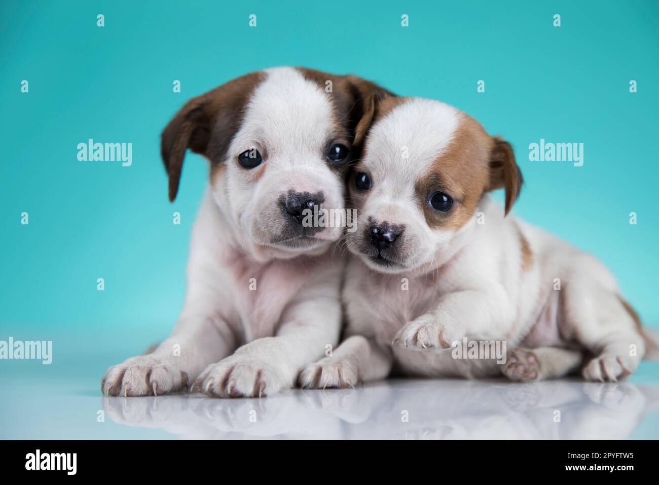 Two little dogs, puppy, animals concept Stock Photo - Alamy