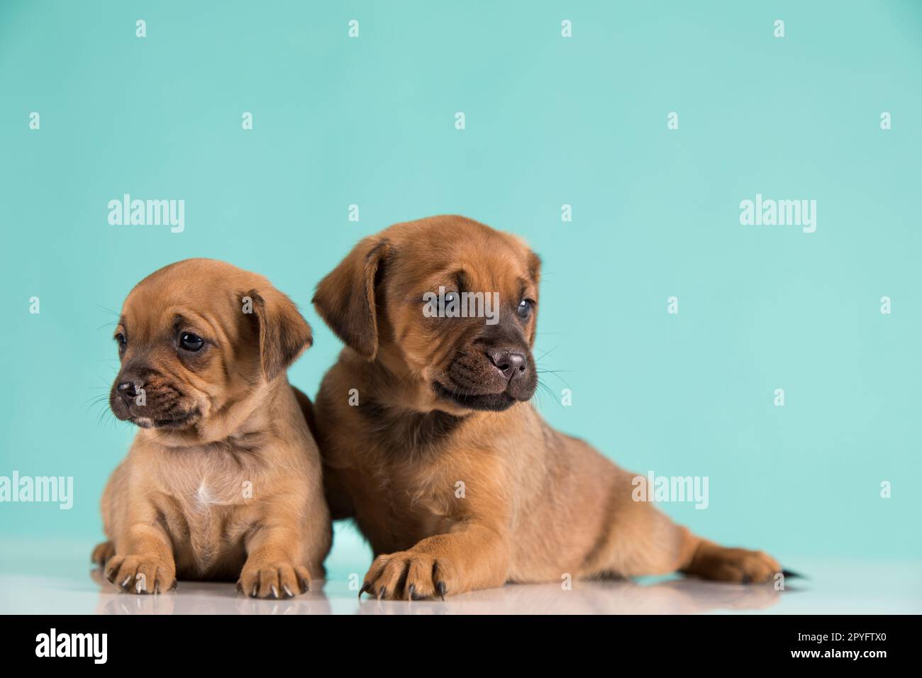 Two little dogs, puppy, animals concept Stock Photo - Alamy