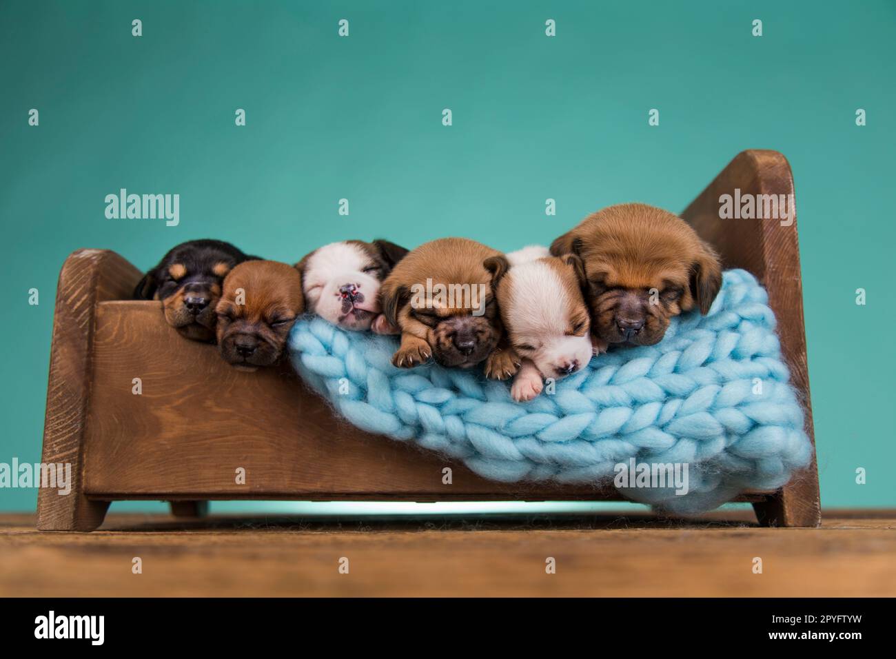 Dogs sleep on a small wooden bed Stock Photo - Alamy
