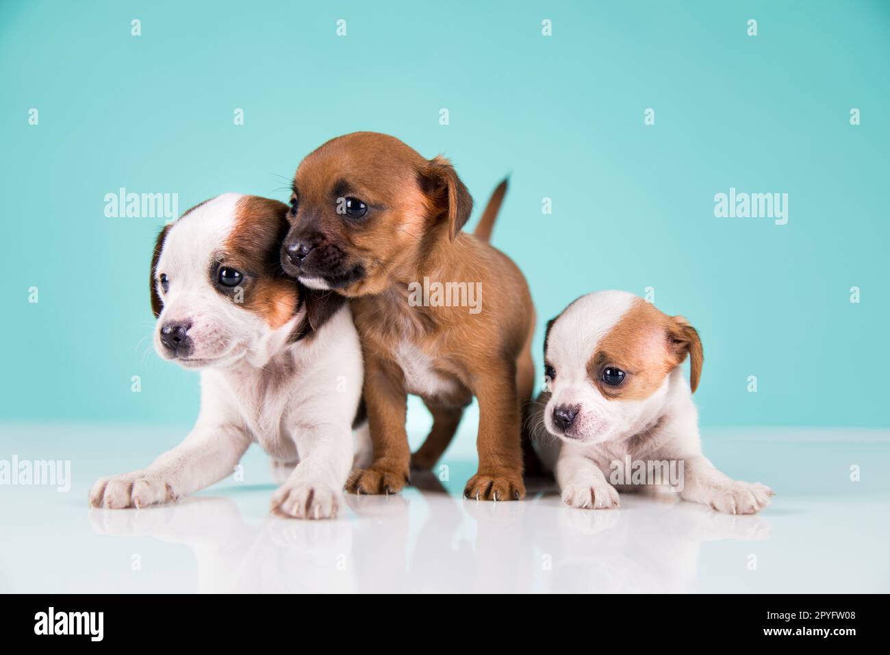 Two little dogs, puppy, animals concept Stock Photo - Alamy
