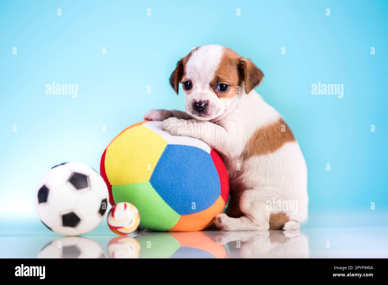Puppy dog is playing with a ball Stock Photo - Alamy