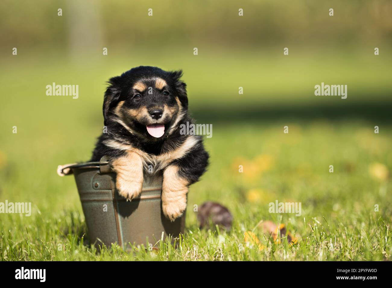 Dog in a metal bucket Stock Photo - Alamy