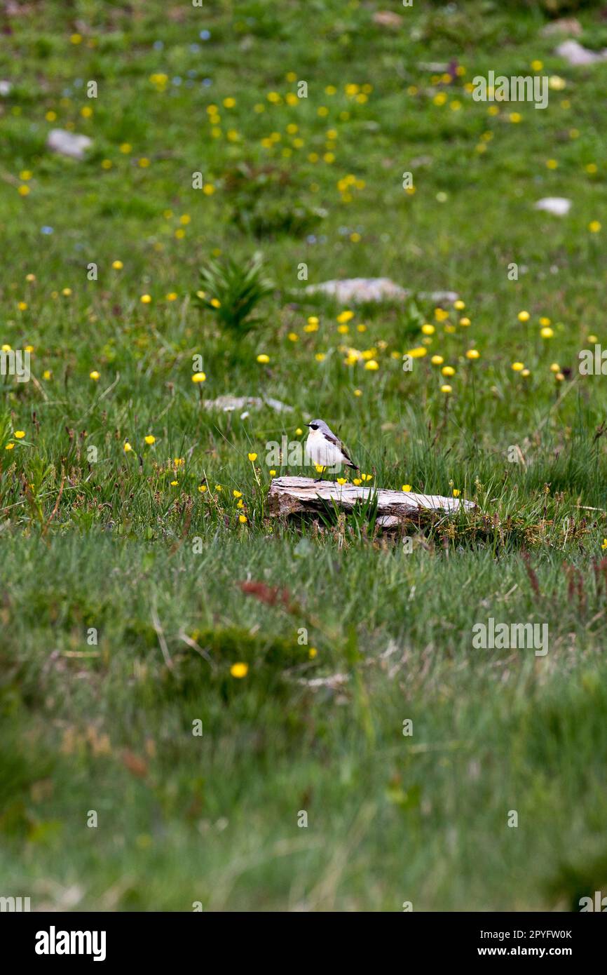Northern wheatear pair hi-res stock photography and images - Alamy
