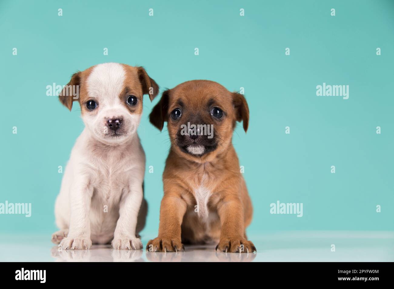 Two little dogs, puppy, animals concept Stock Photo - Alamy