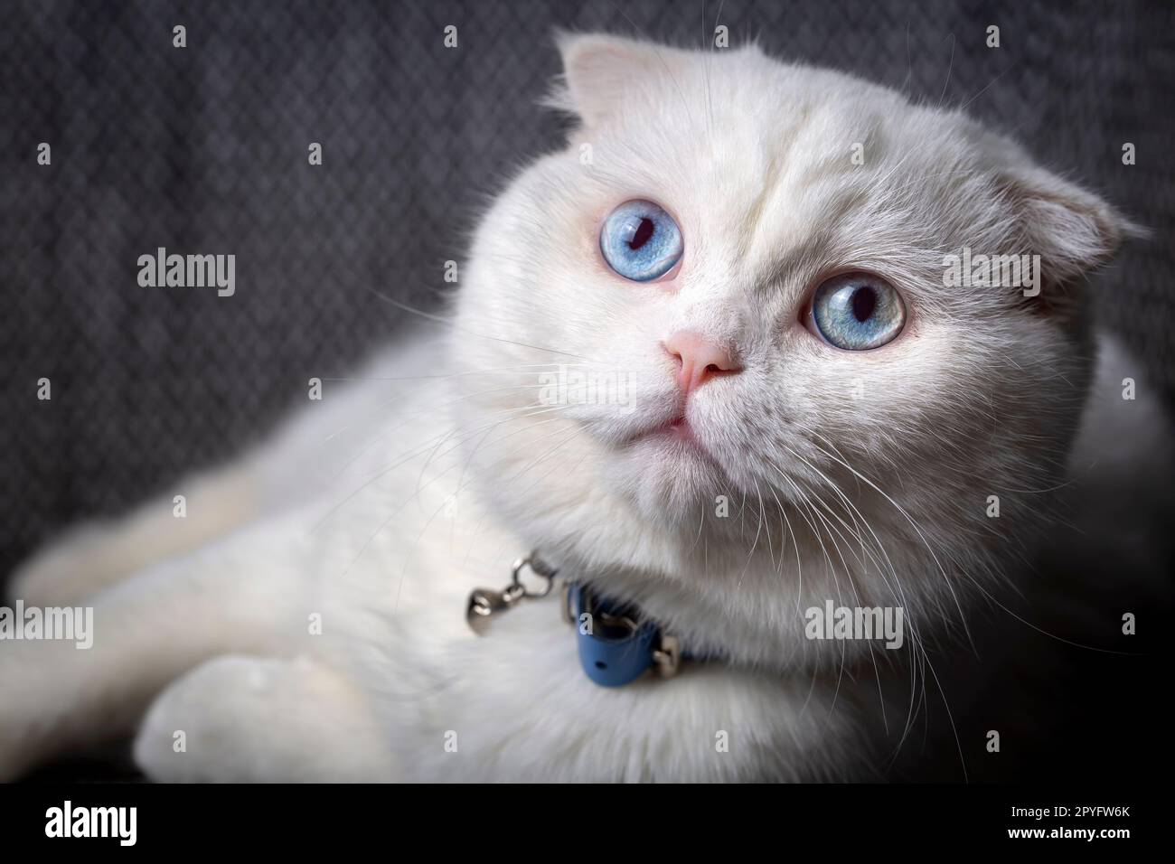 White scottish fold cat, blue-eyed cat, far away thinking cat Stock ...