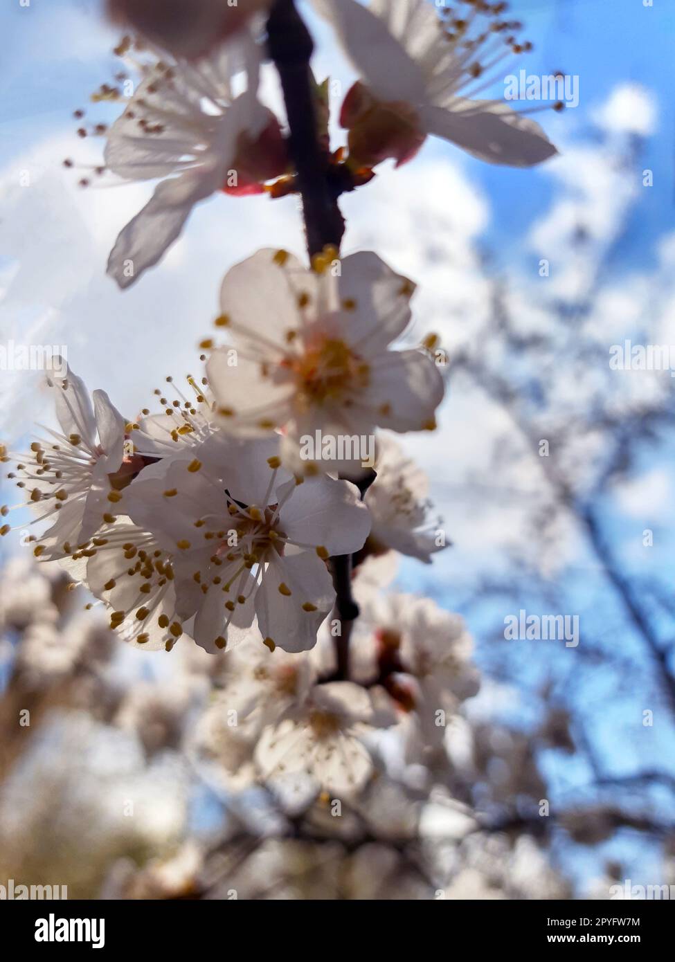 Pink and white inflorescences hi-res stock photography and images - Alamy