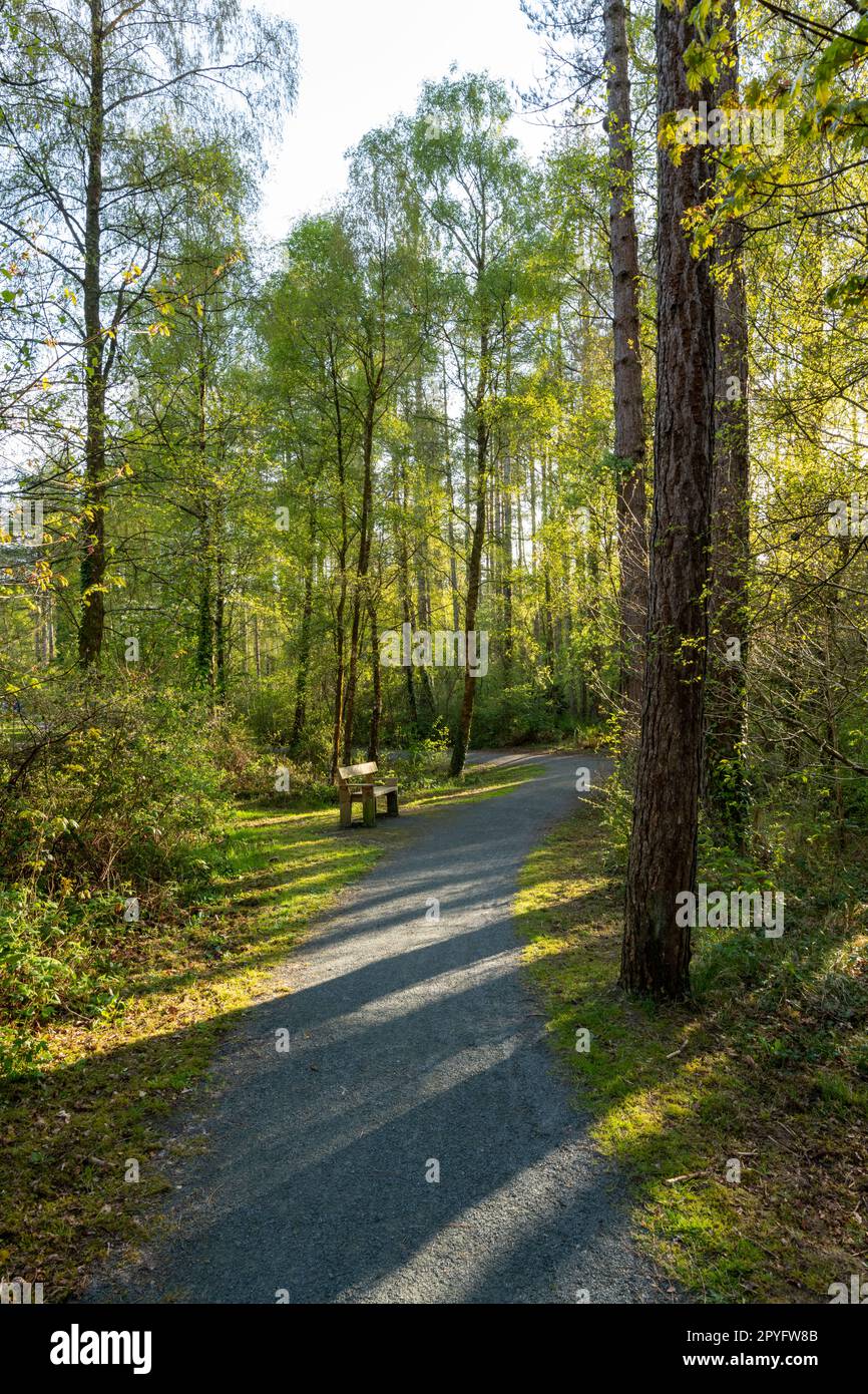Llyn Parc Mawr an area of forest between Newborough and Malltraeth on ...