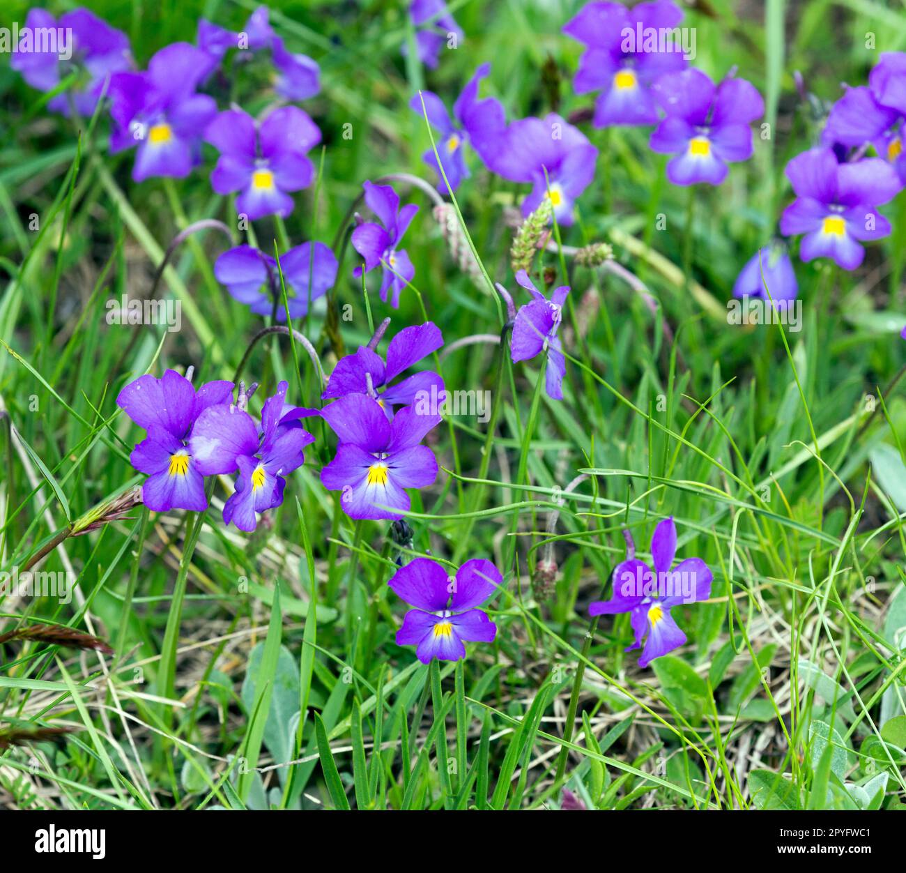 Long spurred flowers hi-res stock photography and images - Alamy