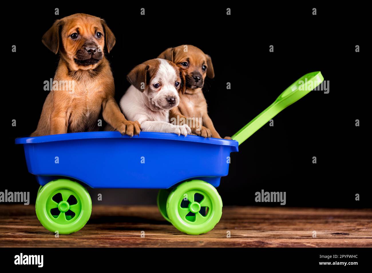 Cute doggies in a toy wagon Stock Photo - Alamy